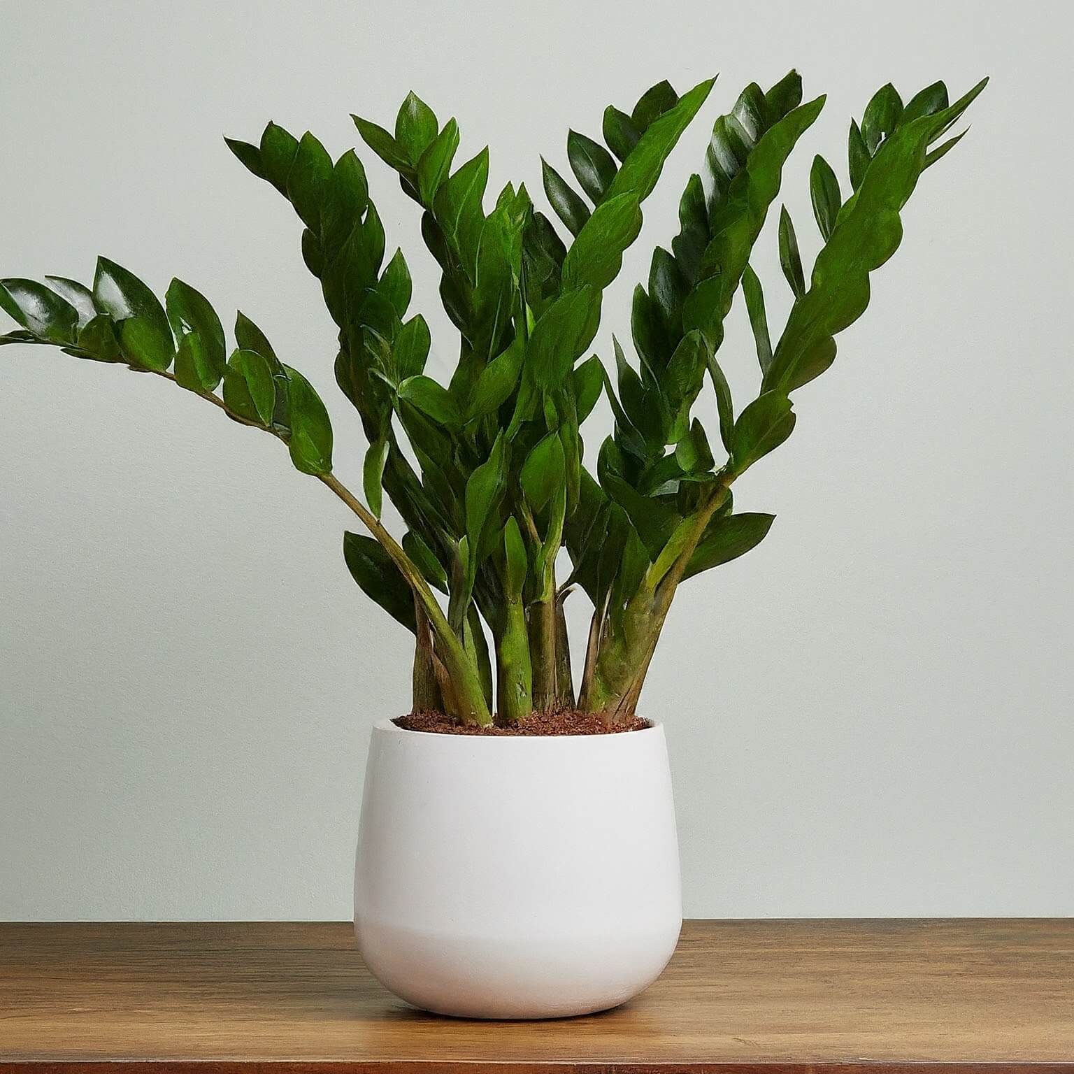 Indoor Plants 101: A Comprehensive Care Guide - Yes vs No